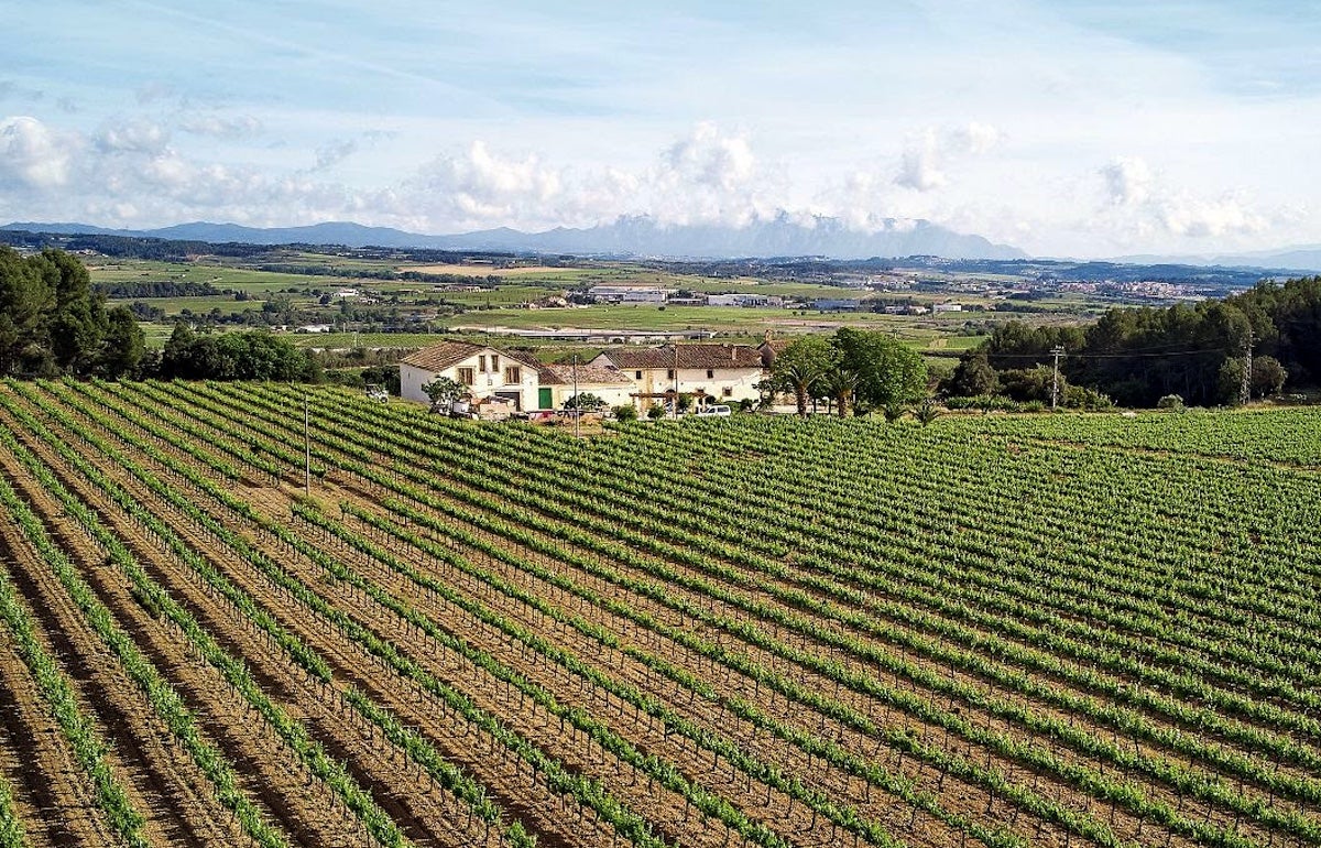 Covides s’estrena amb dos ‘Vins de Mas’